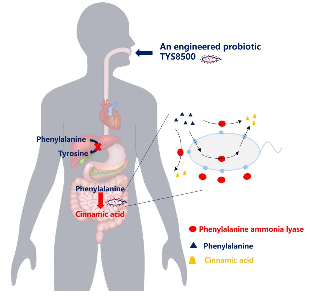 Injection of vasoactive intestinal peptide into the eye improves ...