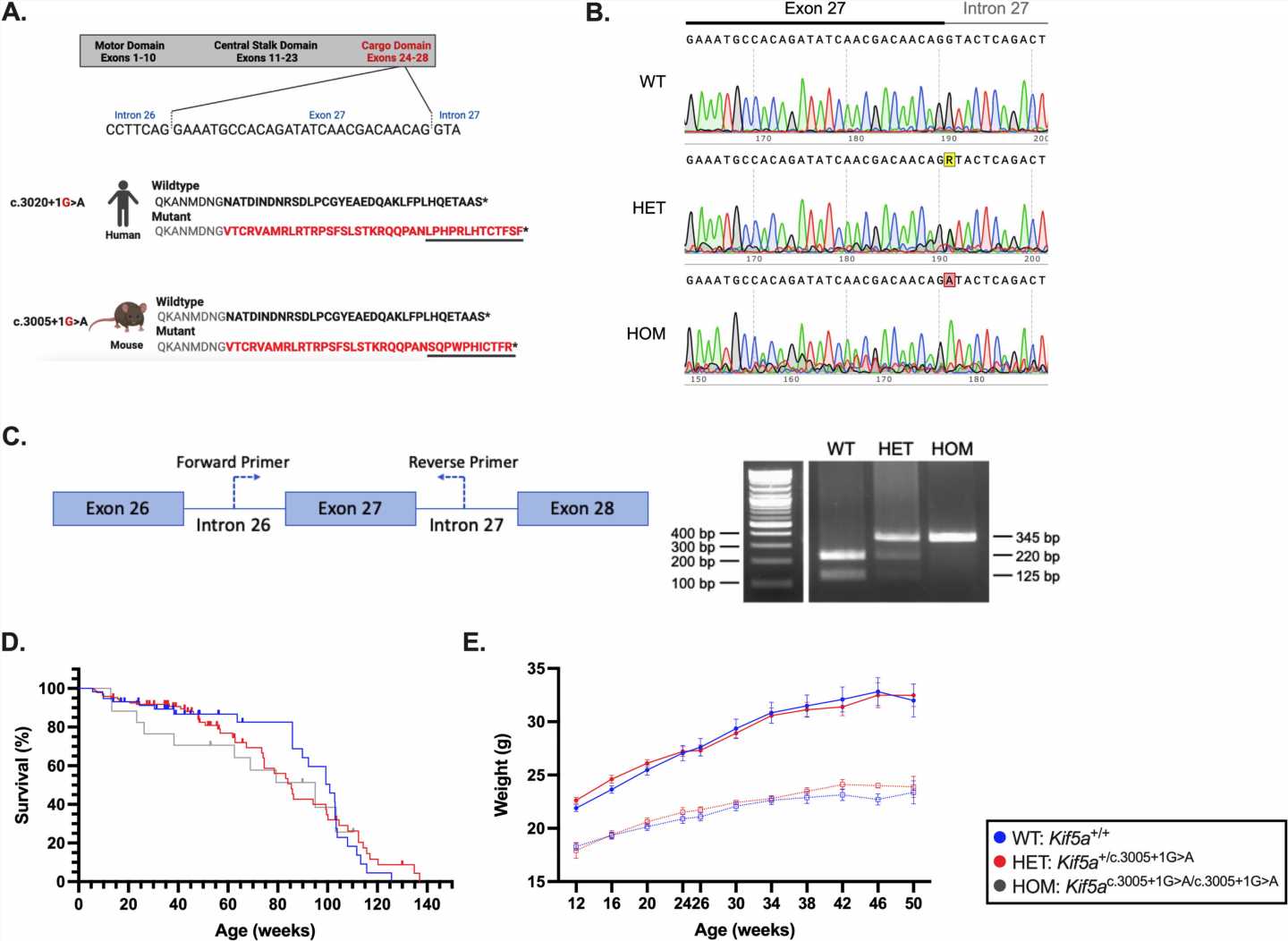 Study examines the possible role of KIF5A gene in ALS - Worlds Family ...